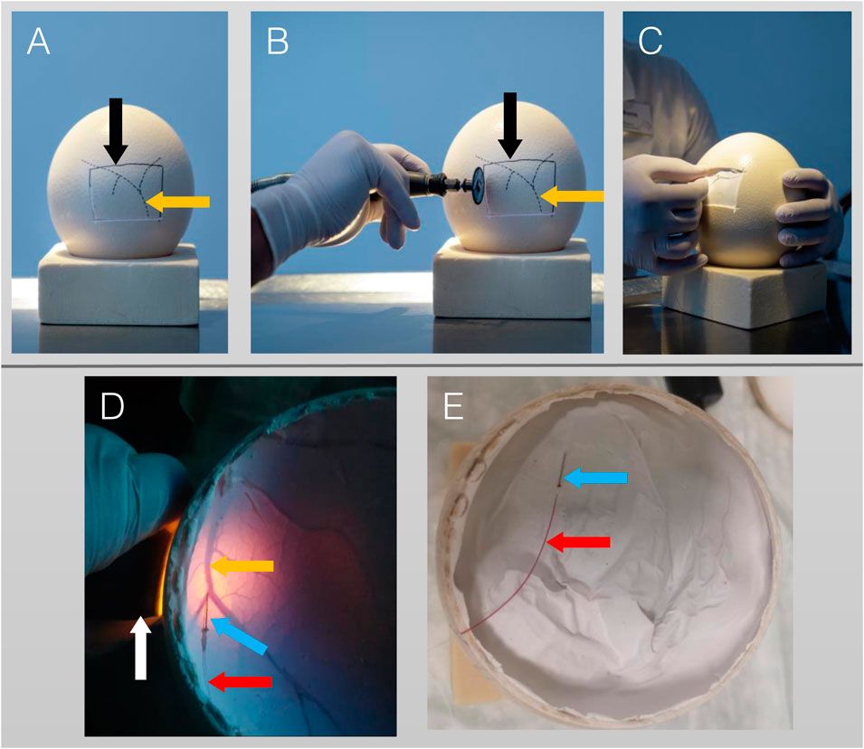 ostrich egg cell structure