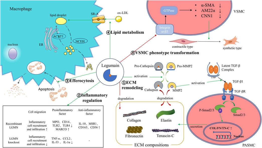SEBM | Legumain in cardiovascular diseases
